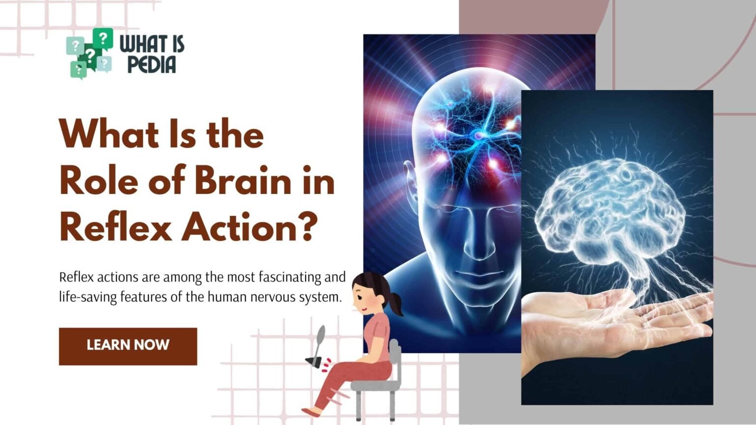 What Is the Role of Brain in Reflex Action? | Whatispedia