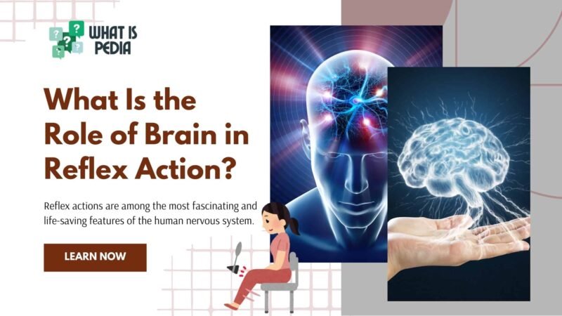 What Is the Role of Brain in Reflex Action? | Whatispedia
