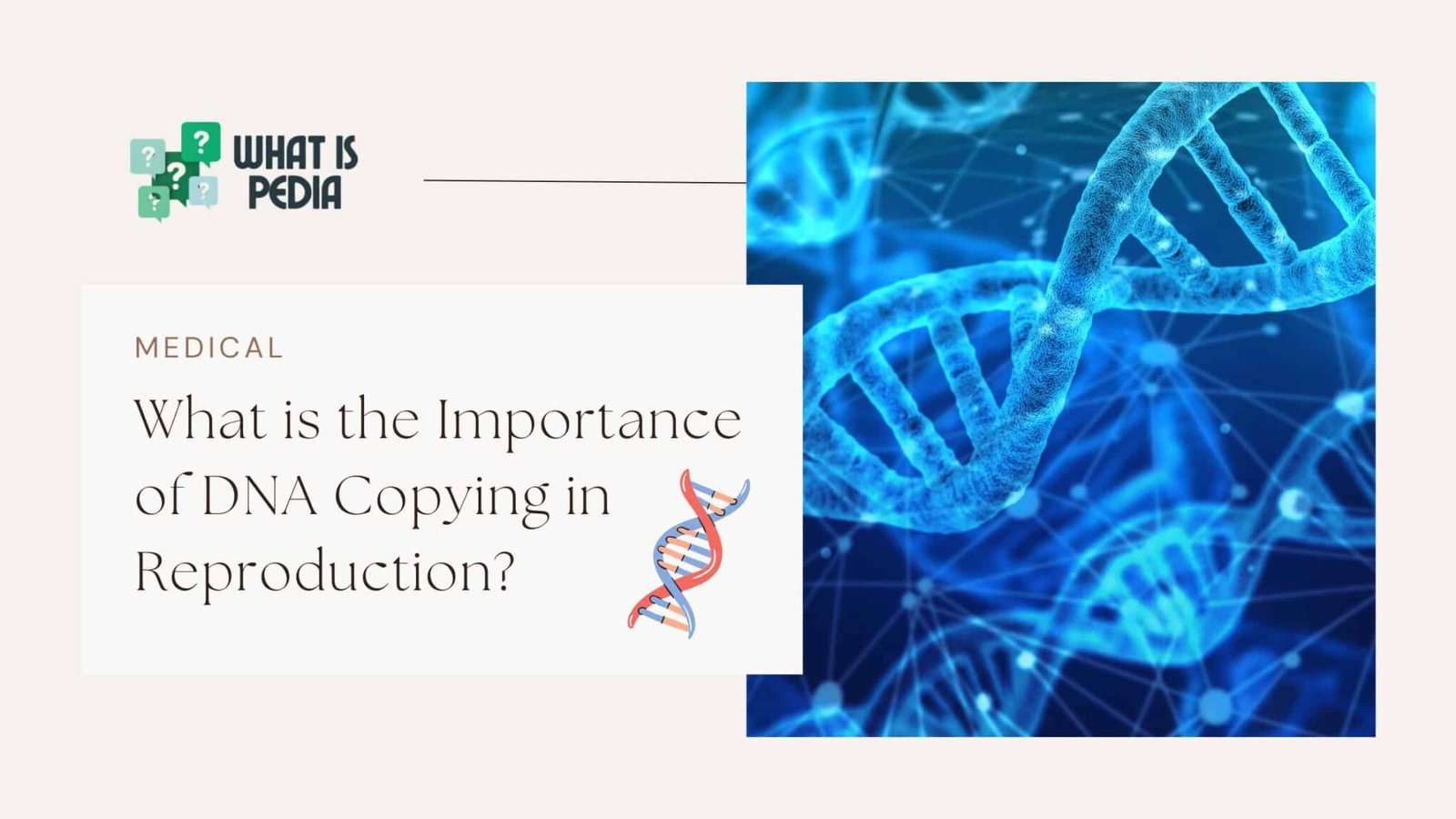 What is the Importance of DNA Copying in Reproduction?