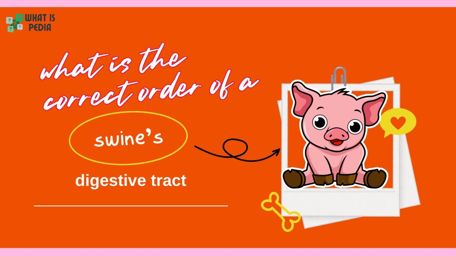 what is the correct order of a swine's digestive tract