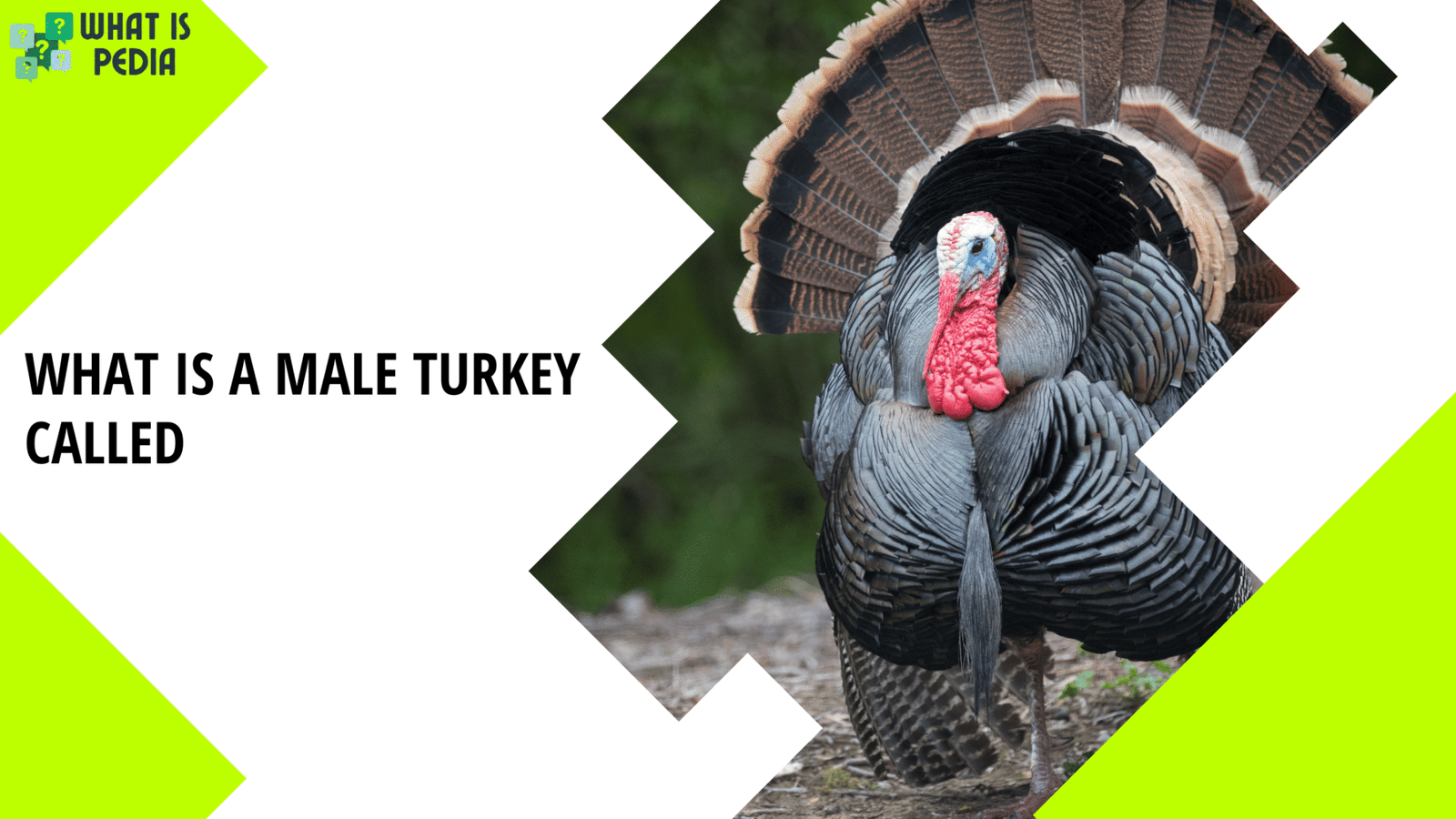 what is a male turkey called