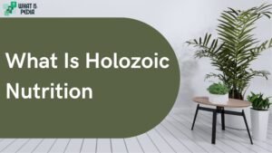 what is holozoic nutrition
