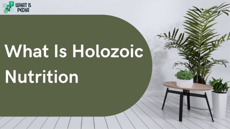 what is holozoic nutrition