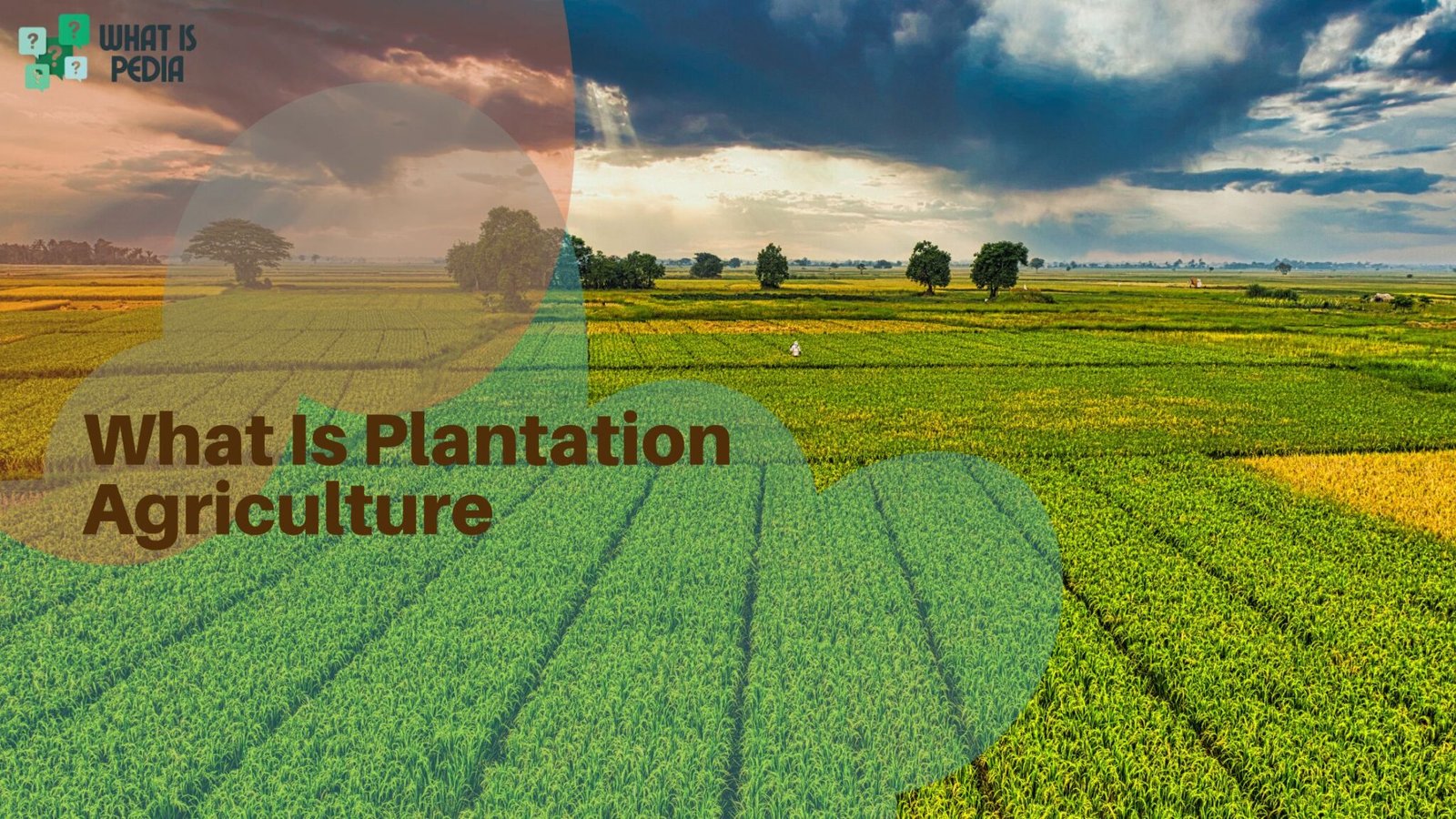 what is plantation agriculture
